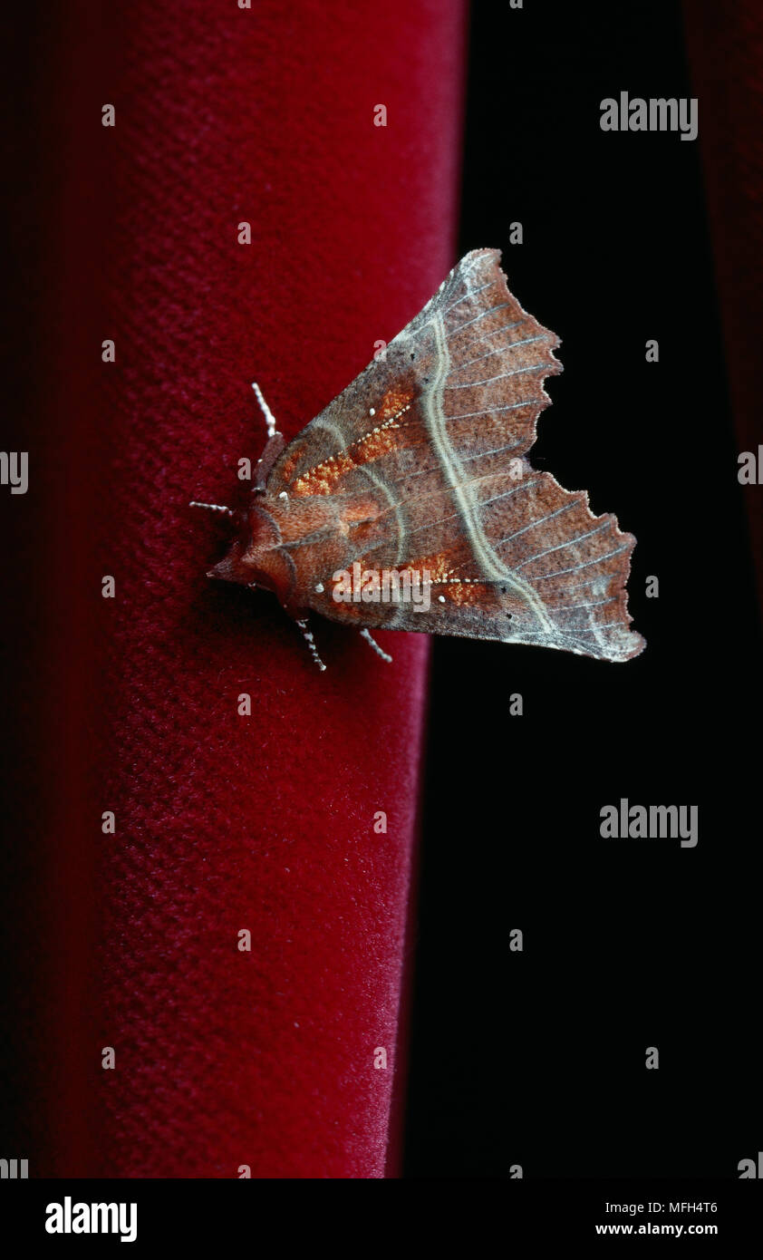 Herald moth hi-res stock photography and images - Alamy