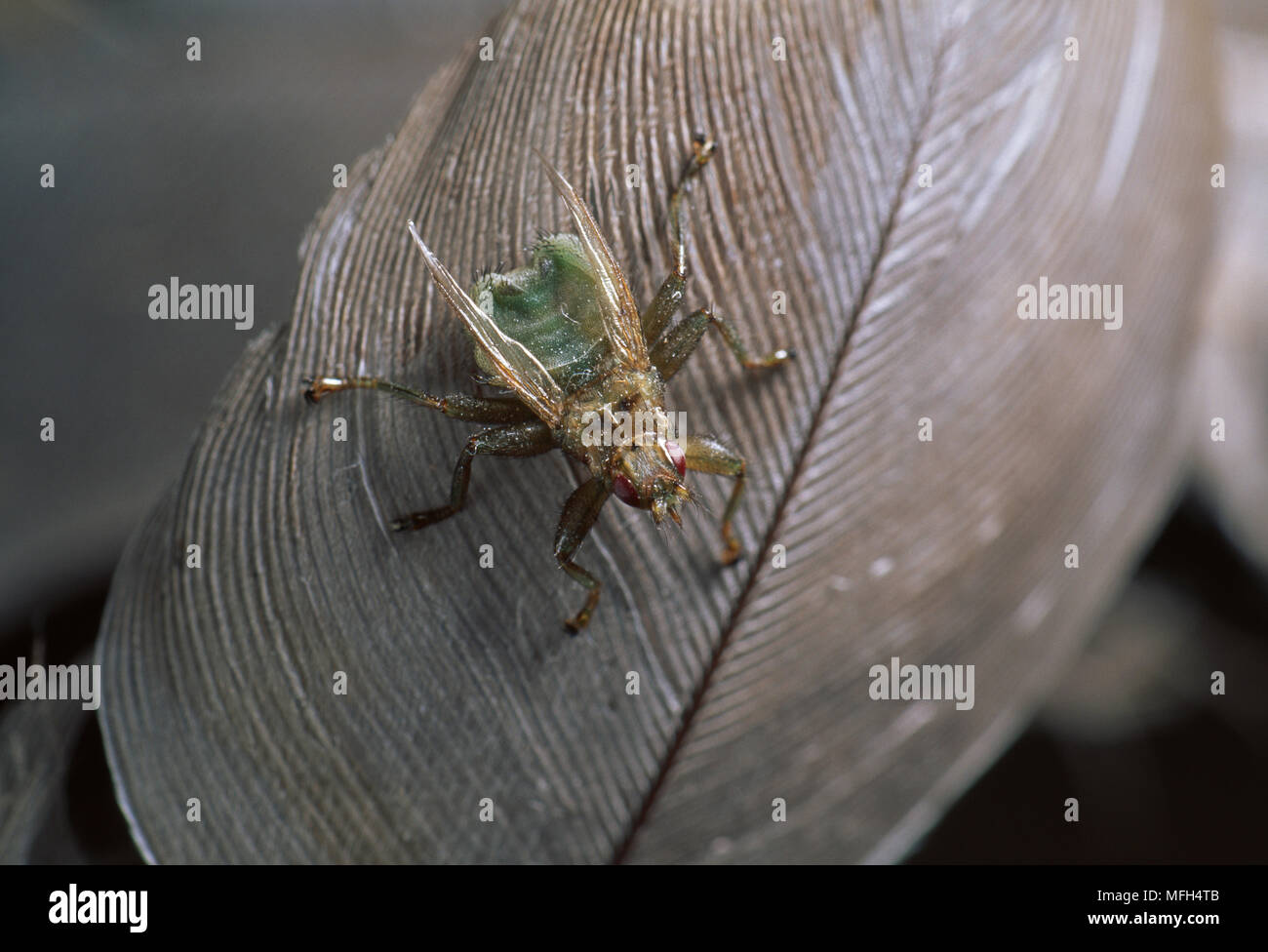 Bird louse hi-res stock photography and images - Alamy