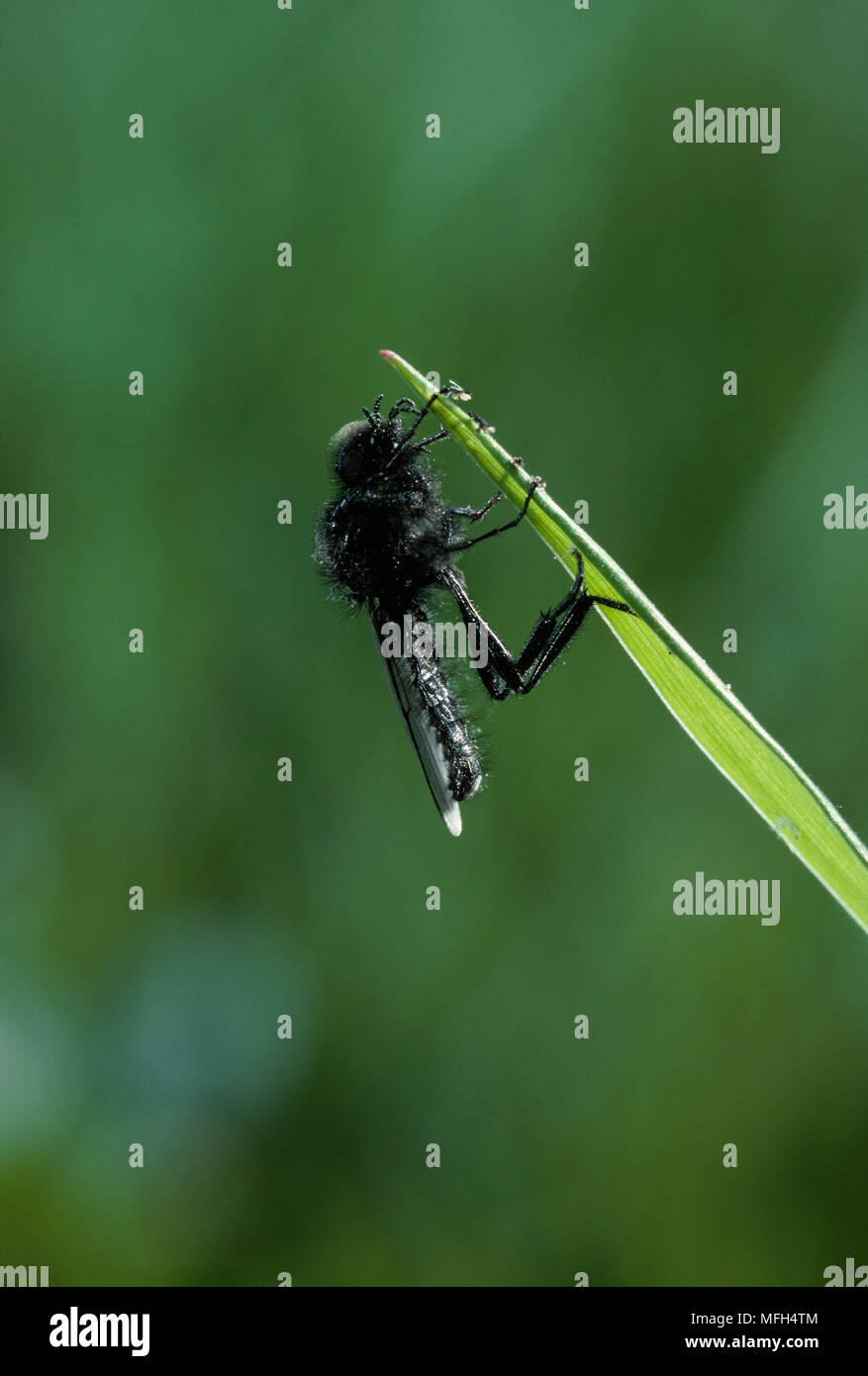 Robber flies uk hi-res stock photography and images - Alamy