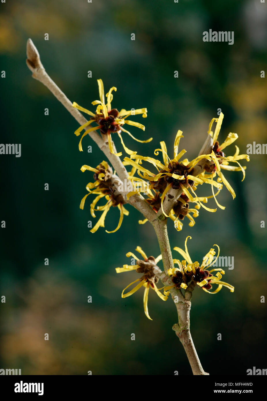 WITCH HAZEL Hamamelis mollis Stock Photo - Alamy
