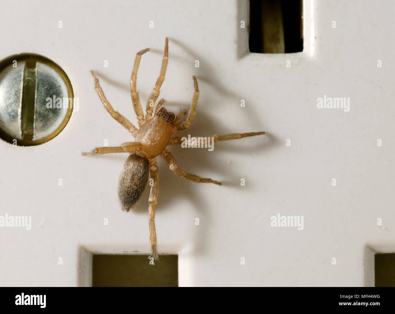 Mouse spider hi-res stock photography and images - Alamy