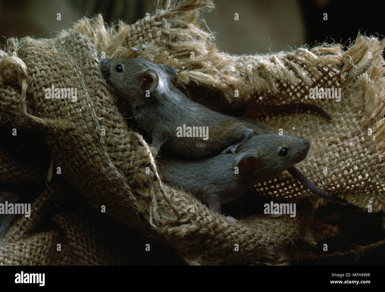 Juvenile house mouse hi-res stock photography and images - Alamy