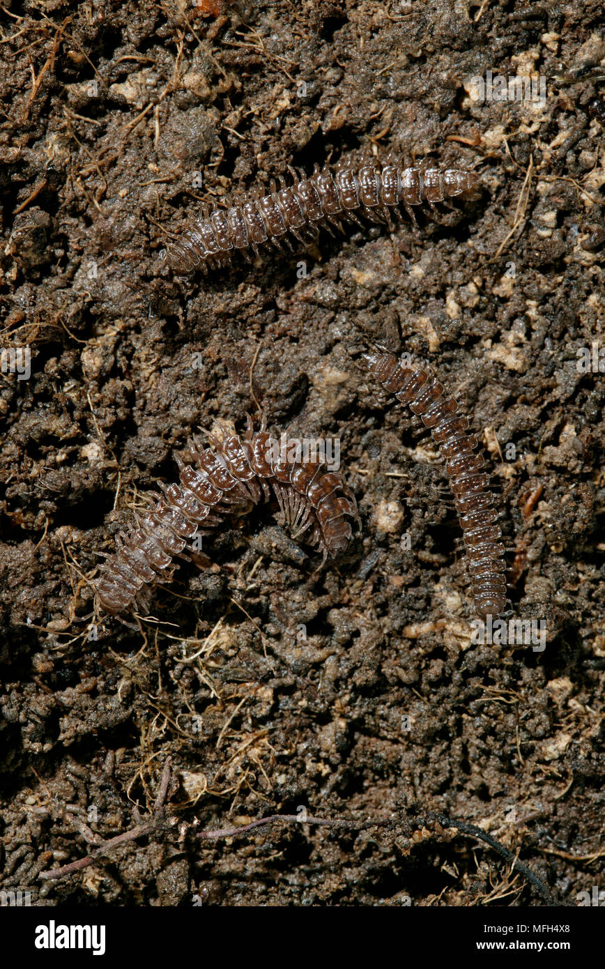 Millipede polydesmus sp group hi-res stock photography and images - Alamy