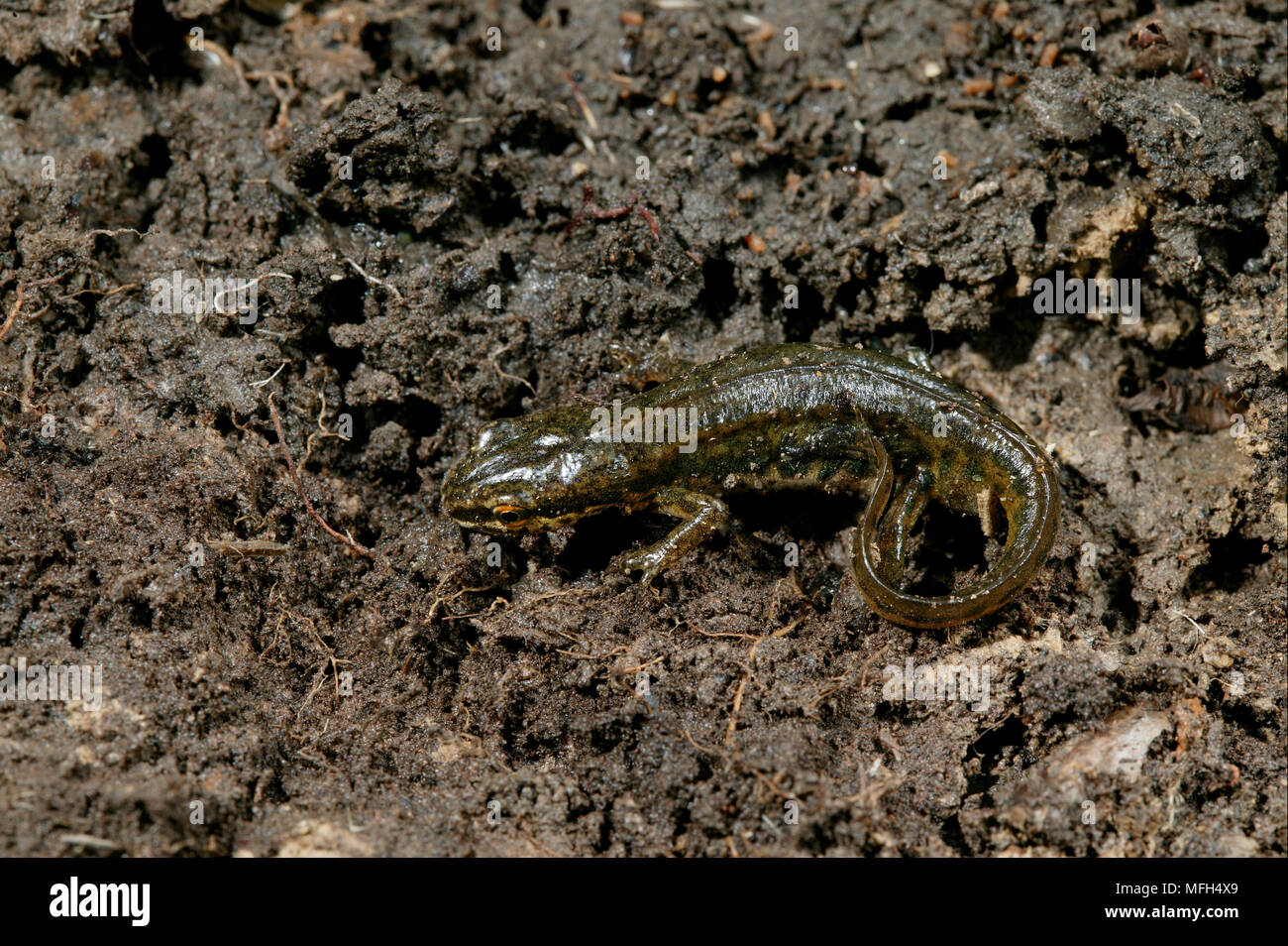 PALMATE NEWT Triturus helveticus hibernating under log Stock Photo - Alamy