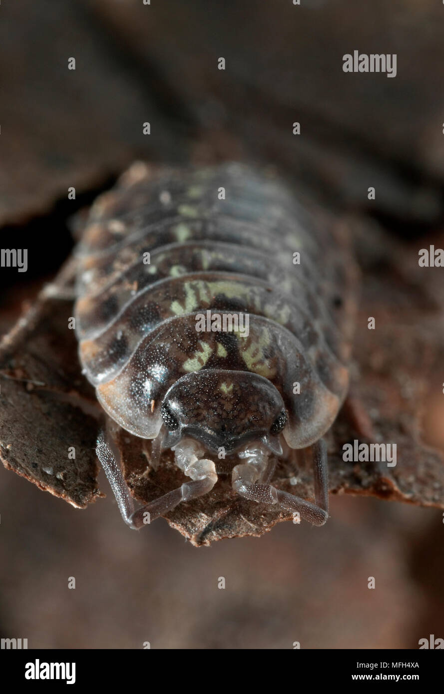 Isopods Isopoda Stock Photos & Isopods Isopoda Stock Images - Alamy