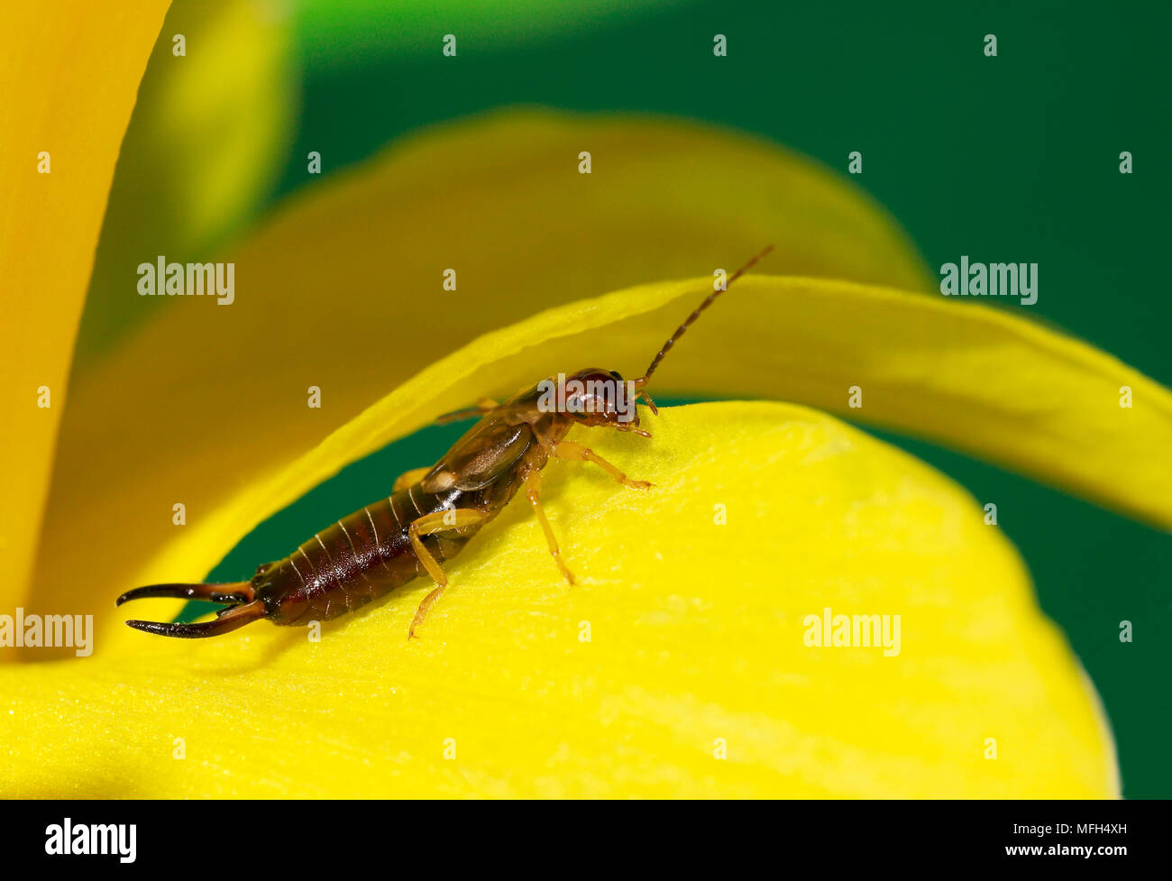 Earwig european earwigs hi-res stock photography and images - Alamy