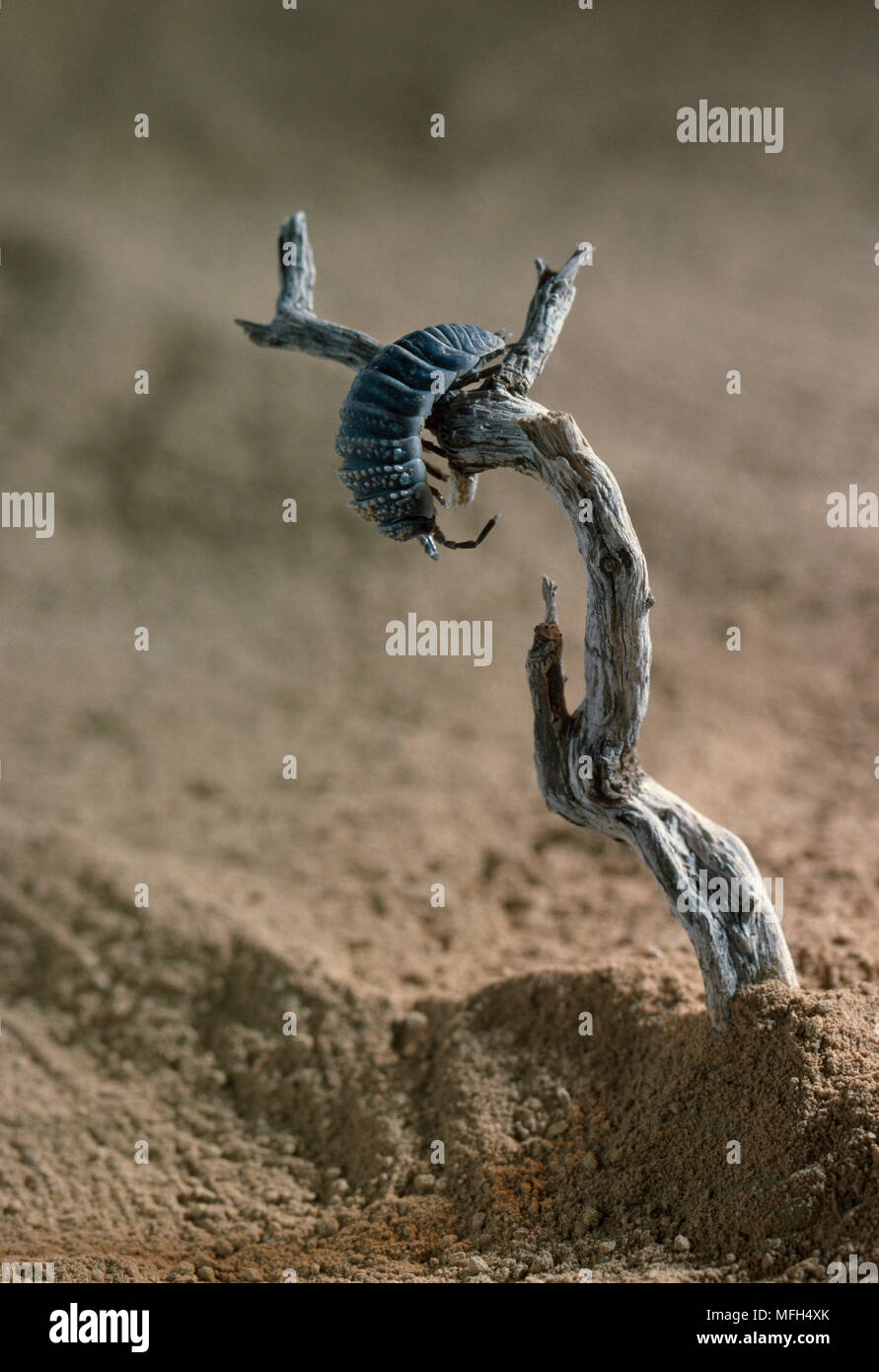 Desert isopod foraging hi-res stock photography and images - Alamy