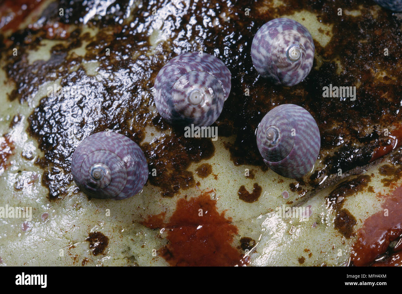 Topshells hi-res stock photography and images - Alamy