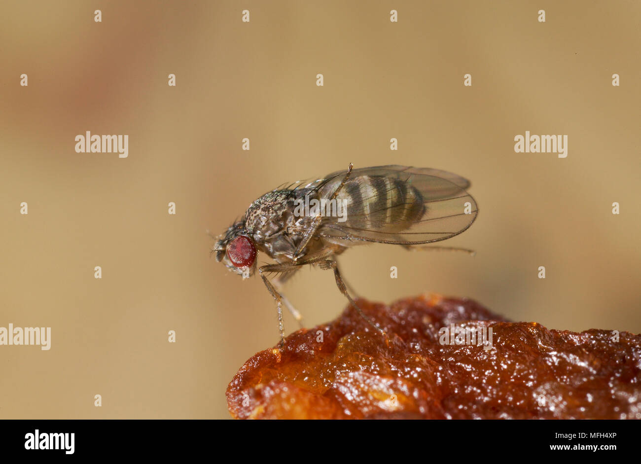 FRUIT FLY on fruit Drosophila sp Stock Photo - Alamy
