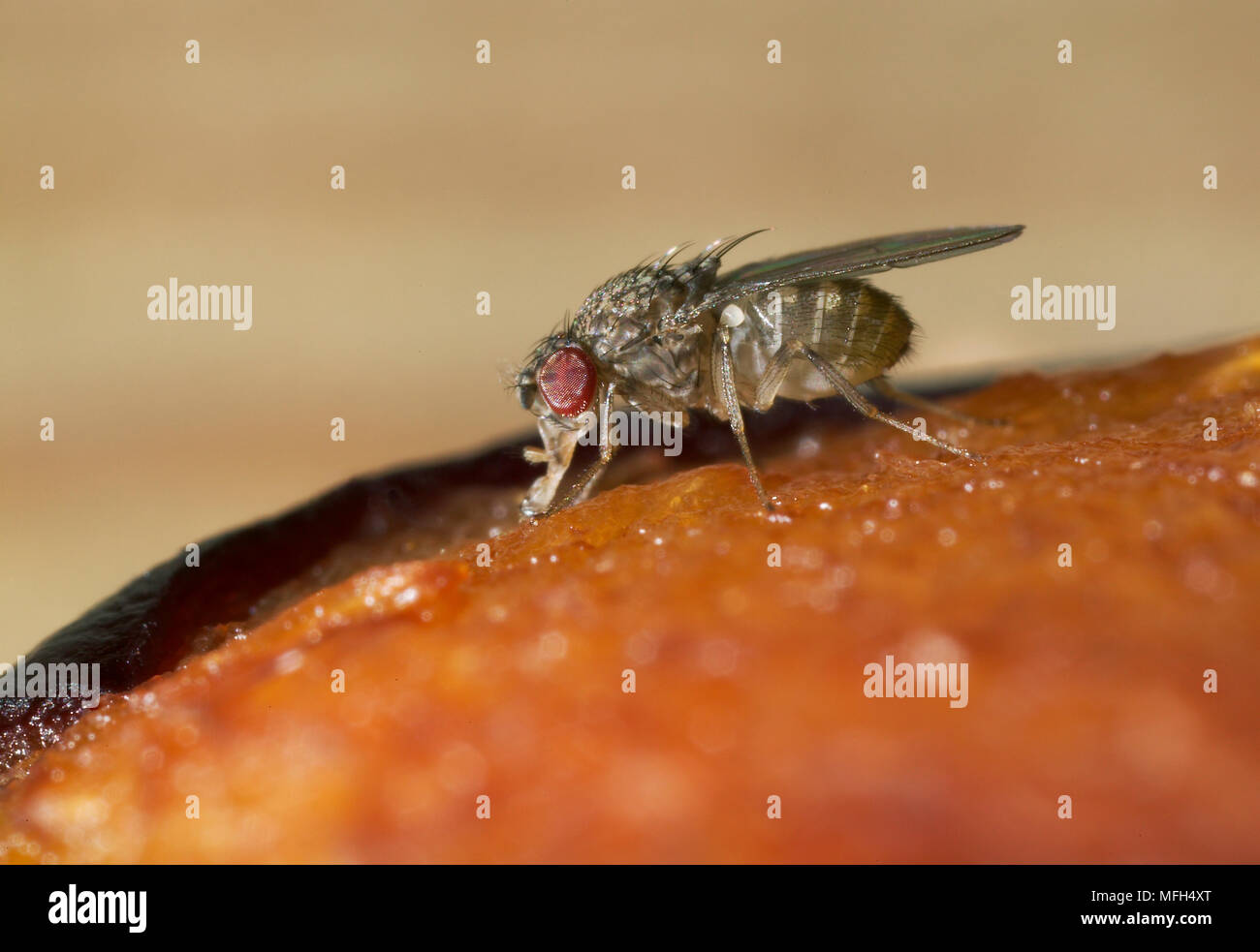 FRUIT FLY feeding Drosophila sp Stock Photo - Alamy
