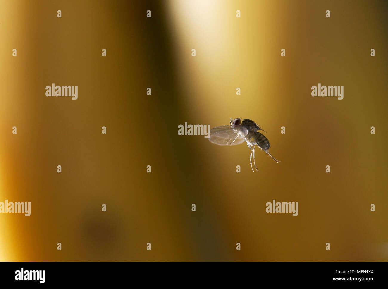FRUIT FLY in flight Drosophila sp Stock Photo - Alamy