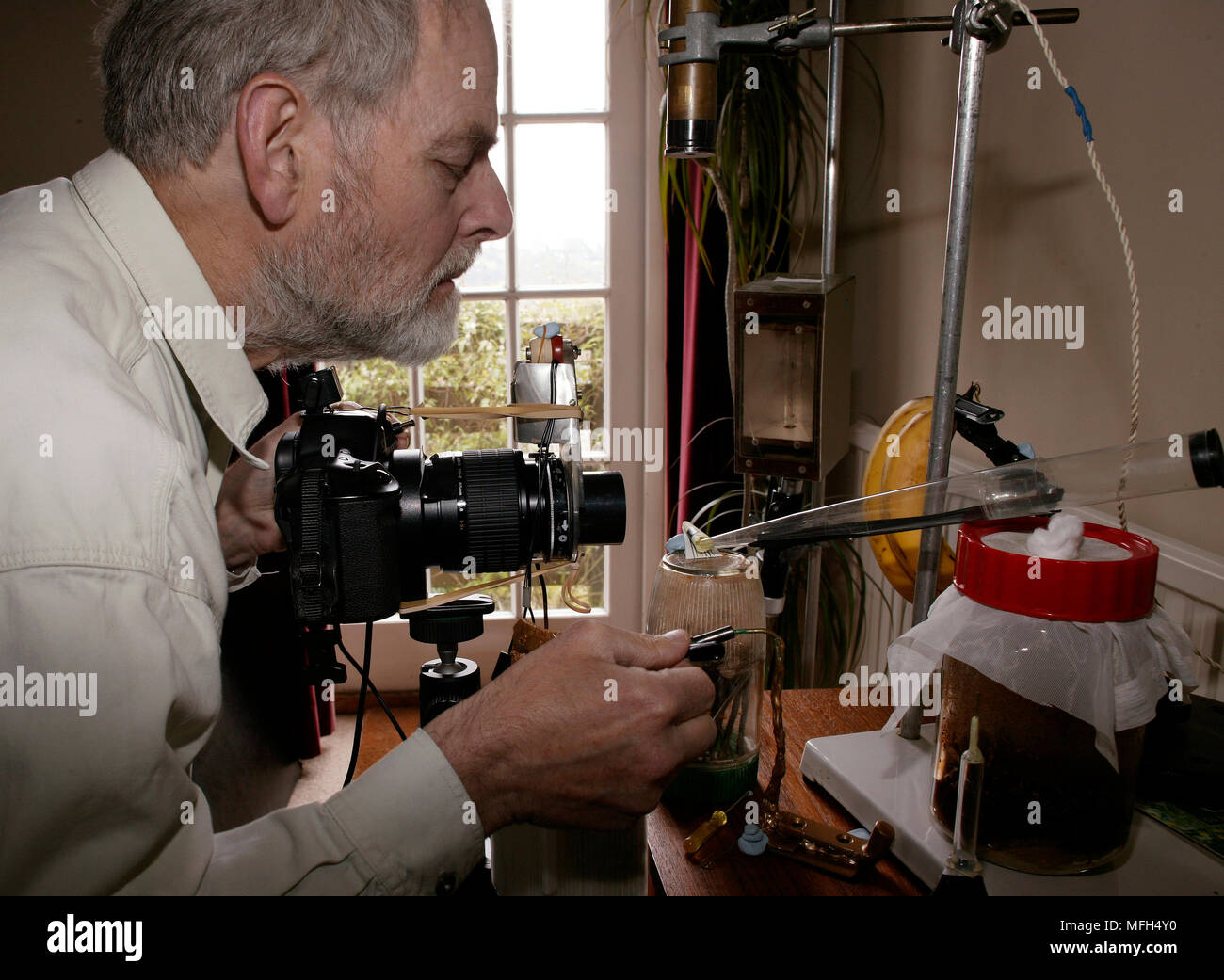 STUDIO SET UP for photographing FRUIT FLIES Drosophila sp. in flight ...