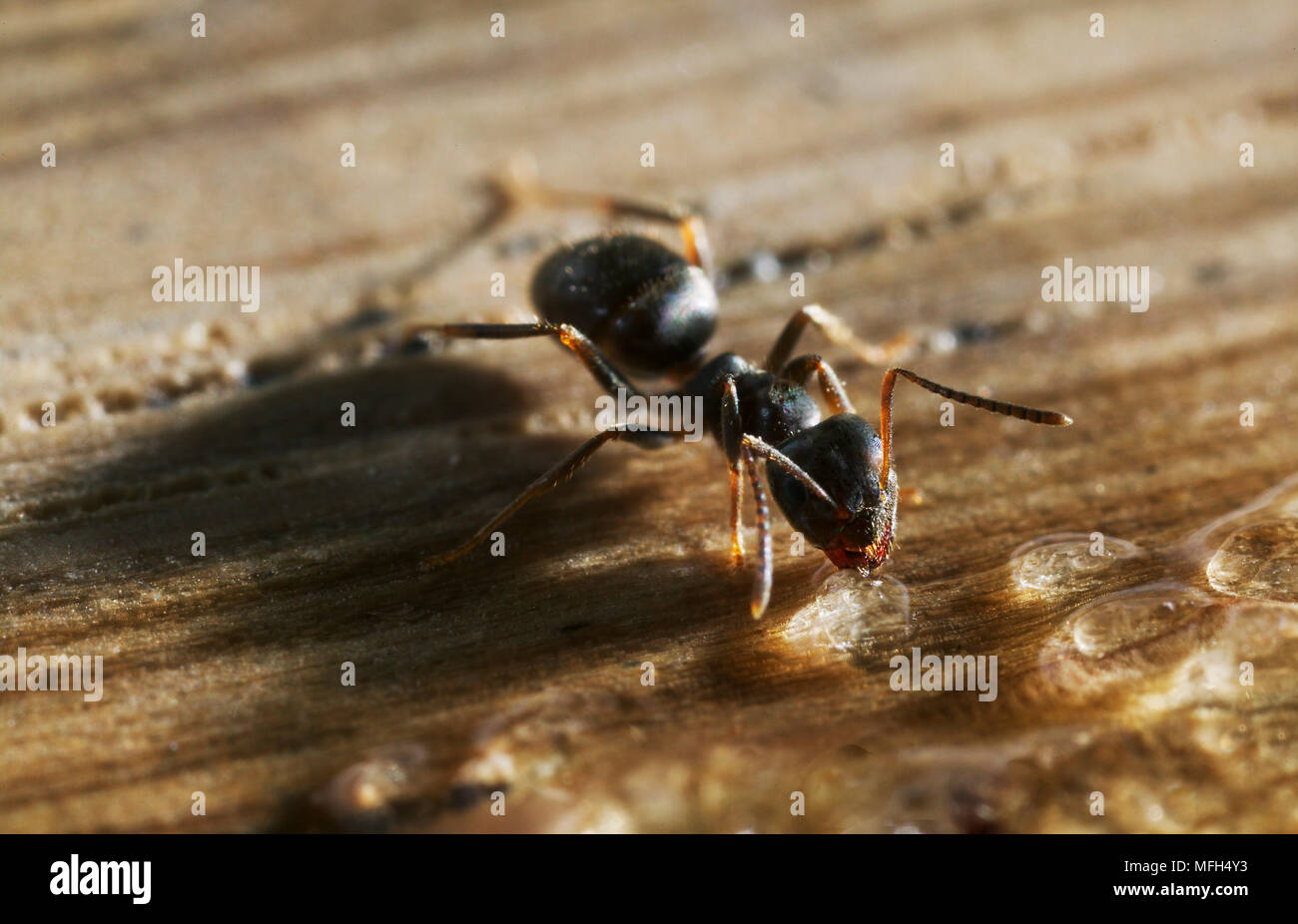BLACK GARDEN ANT feeding Lasius niger England Stock Photo - Alamy