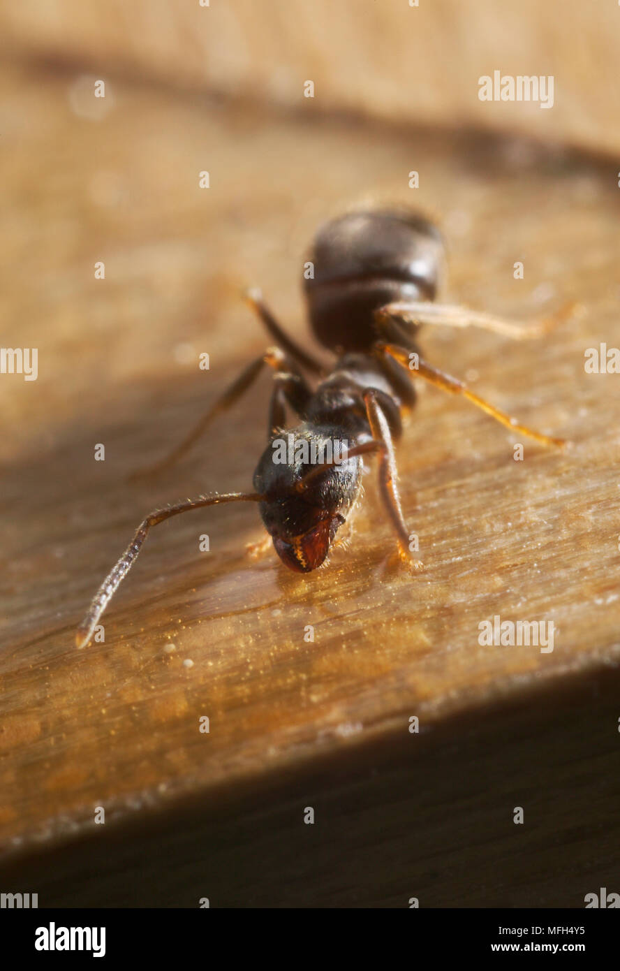 BLACK GARDEN ANT feeding Lasius niger Stock Photo - Alamy