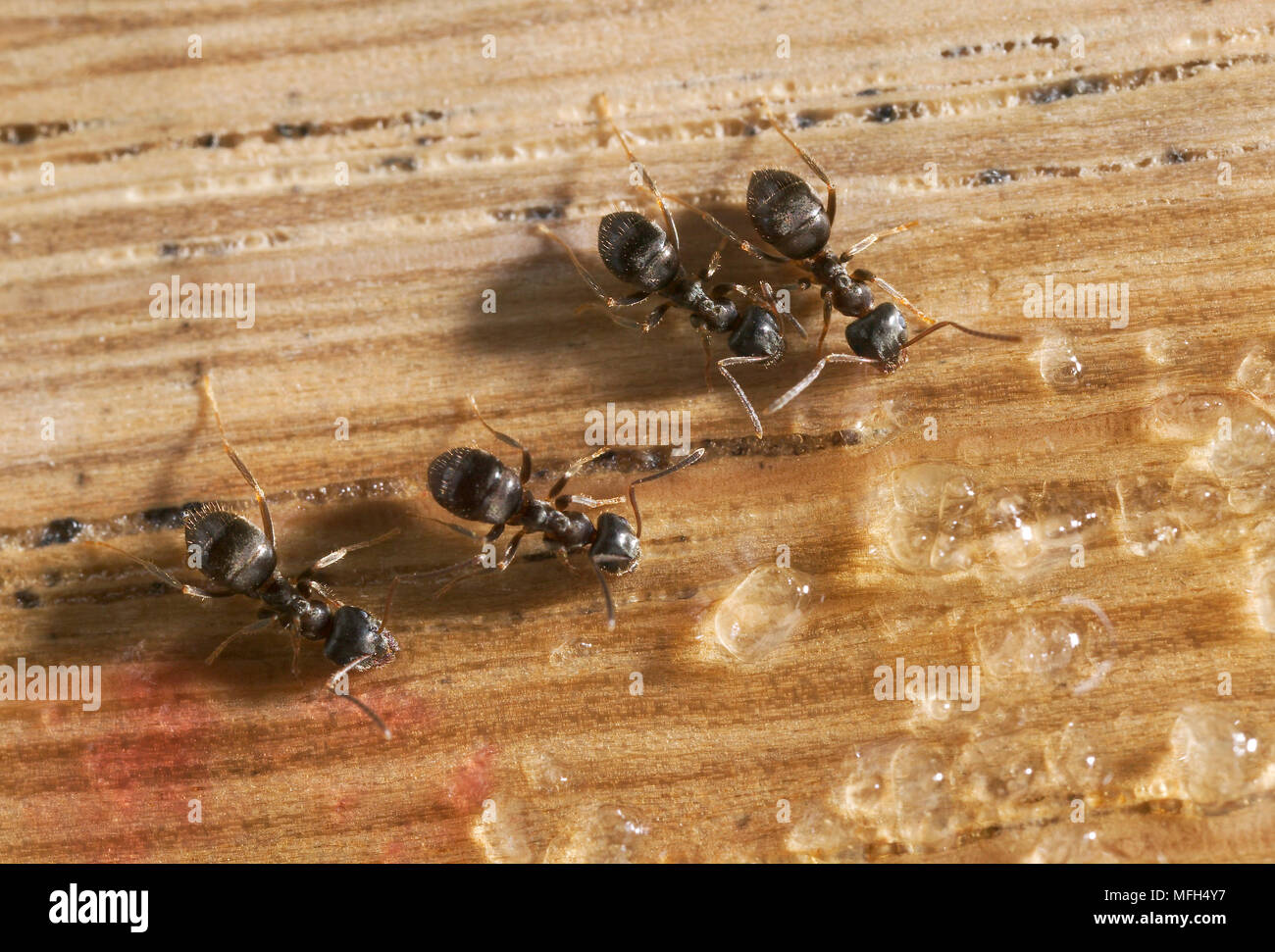 BLACK GARDEN ANT four feeding Lasius niger Stock Photo - Alamy