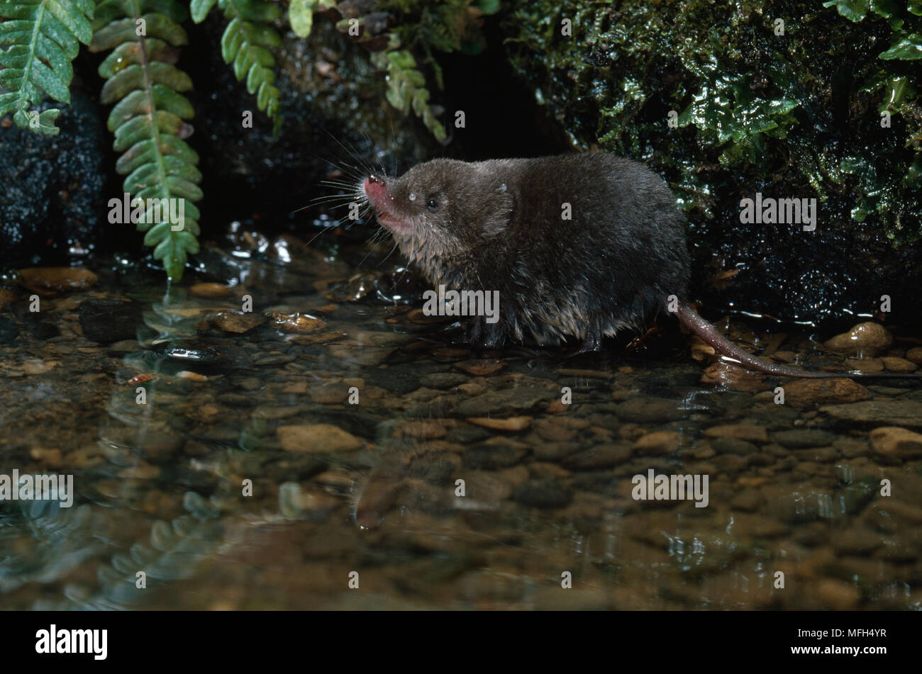 British shrews hi-res stock photography and images - Alamy
