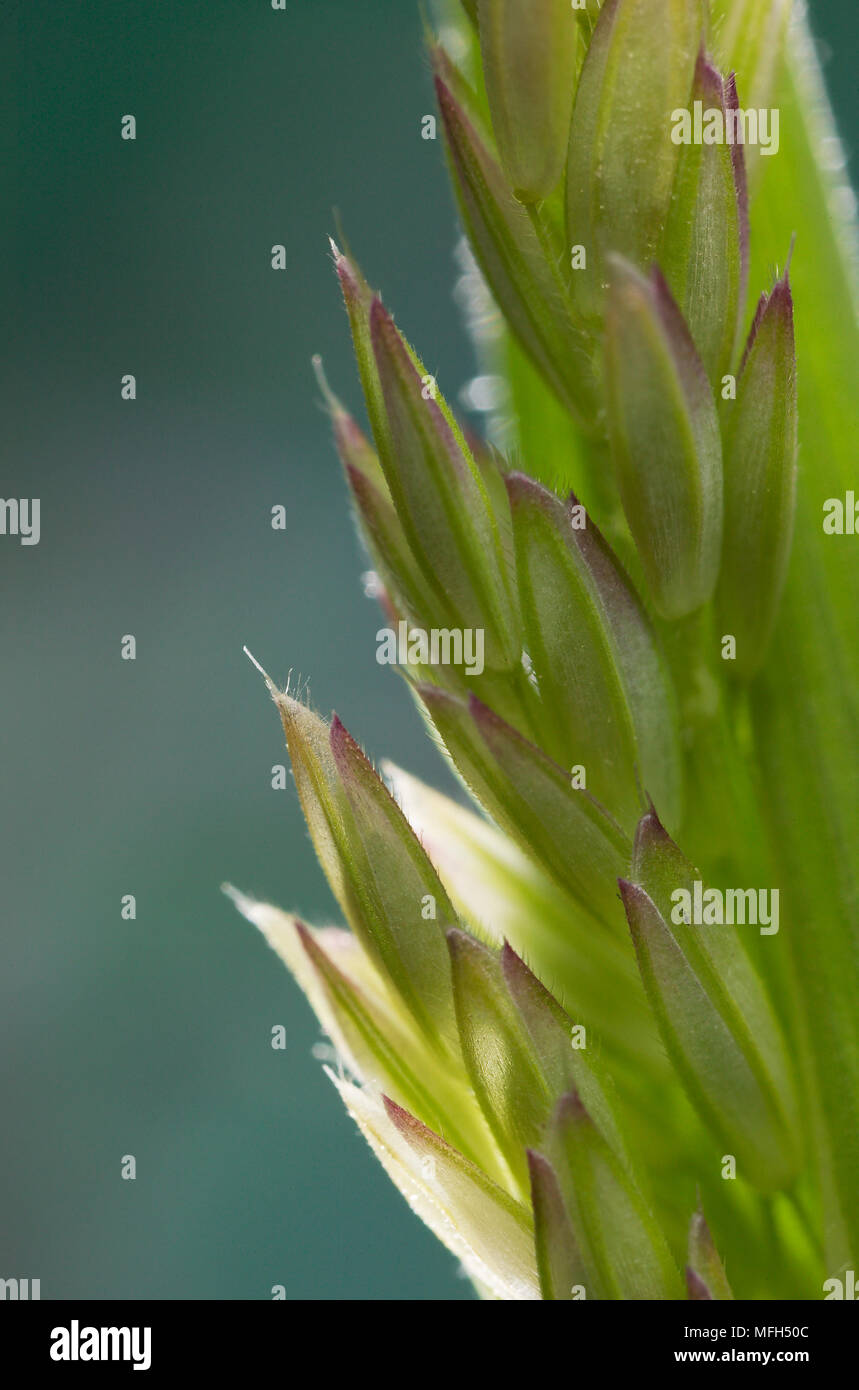 YORKSHIRE FOG GRASS seed spikelets Holcus lanatus Stock Photo - Alamy