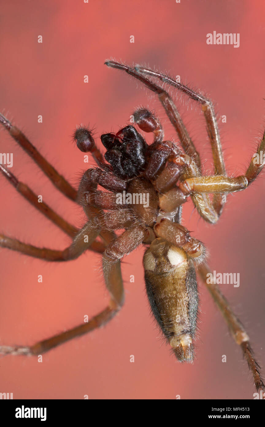 Scotophaeus blackwalli hi-res stock photography and images - Alamy