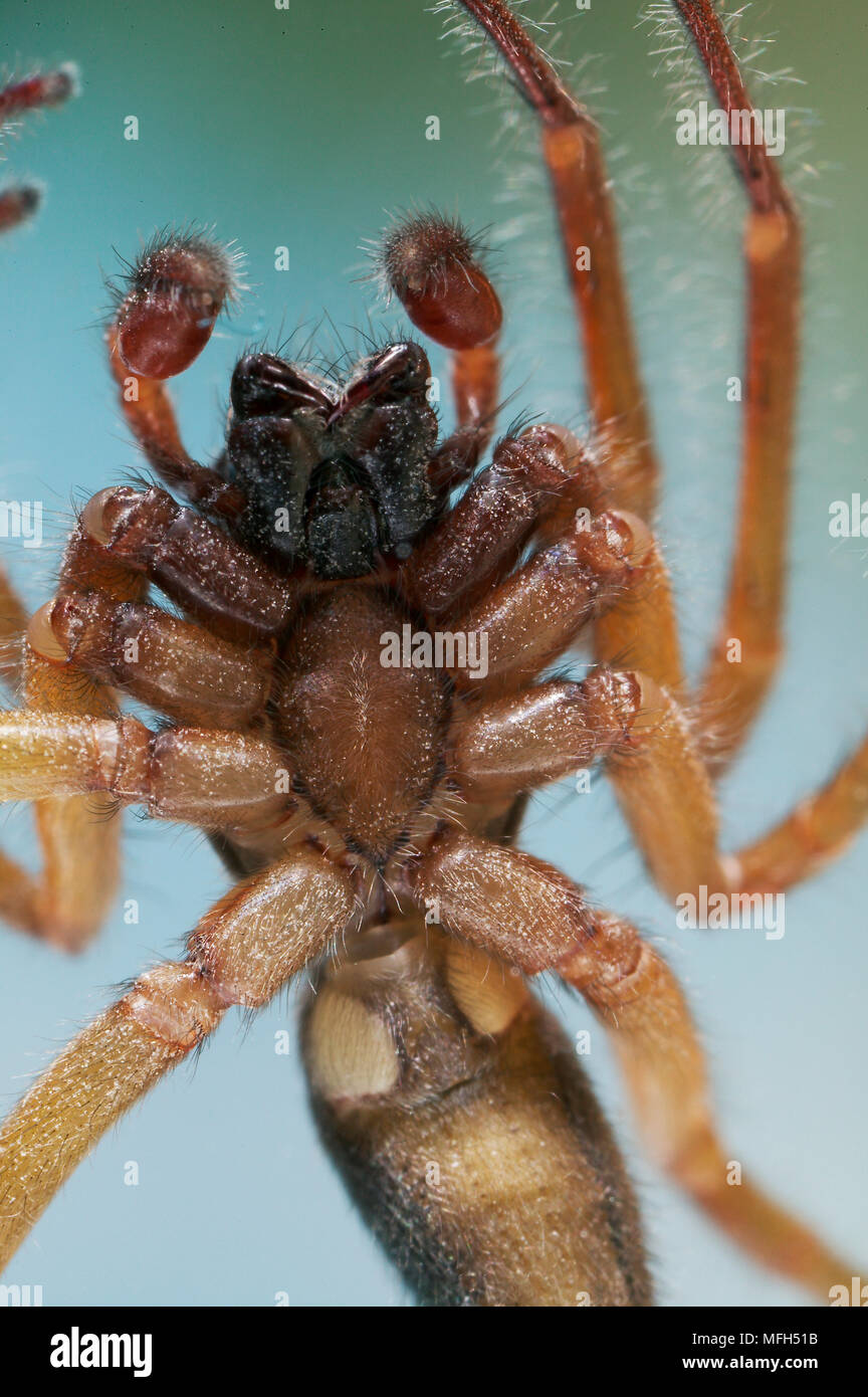 MOUSE SPIDER on window-pane Scotophaeus blackwalli Also known as ...