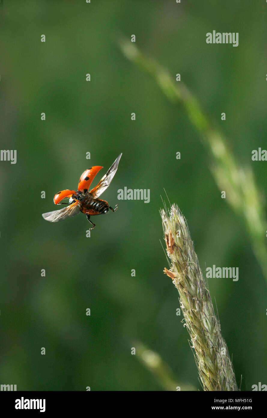 Seven spot ladybird flight hi-res stock photography and images - Alamy