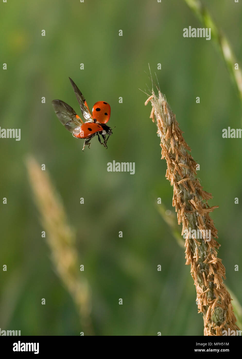 Seven spot ladybird flight hi-res stock photography and images - Alamy