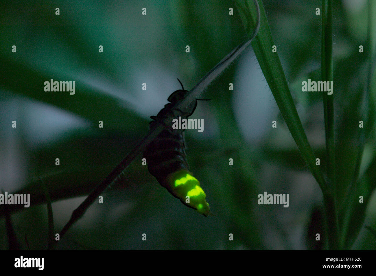 Glowing beetles hi-res stock photography and images - Alamy