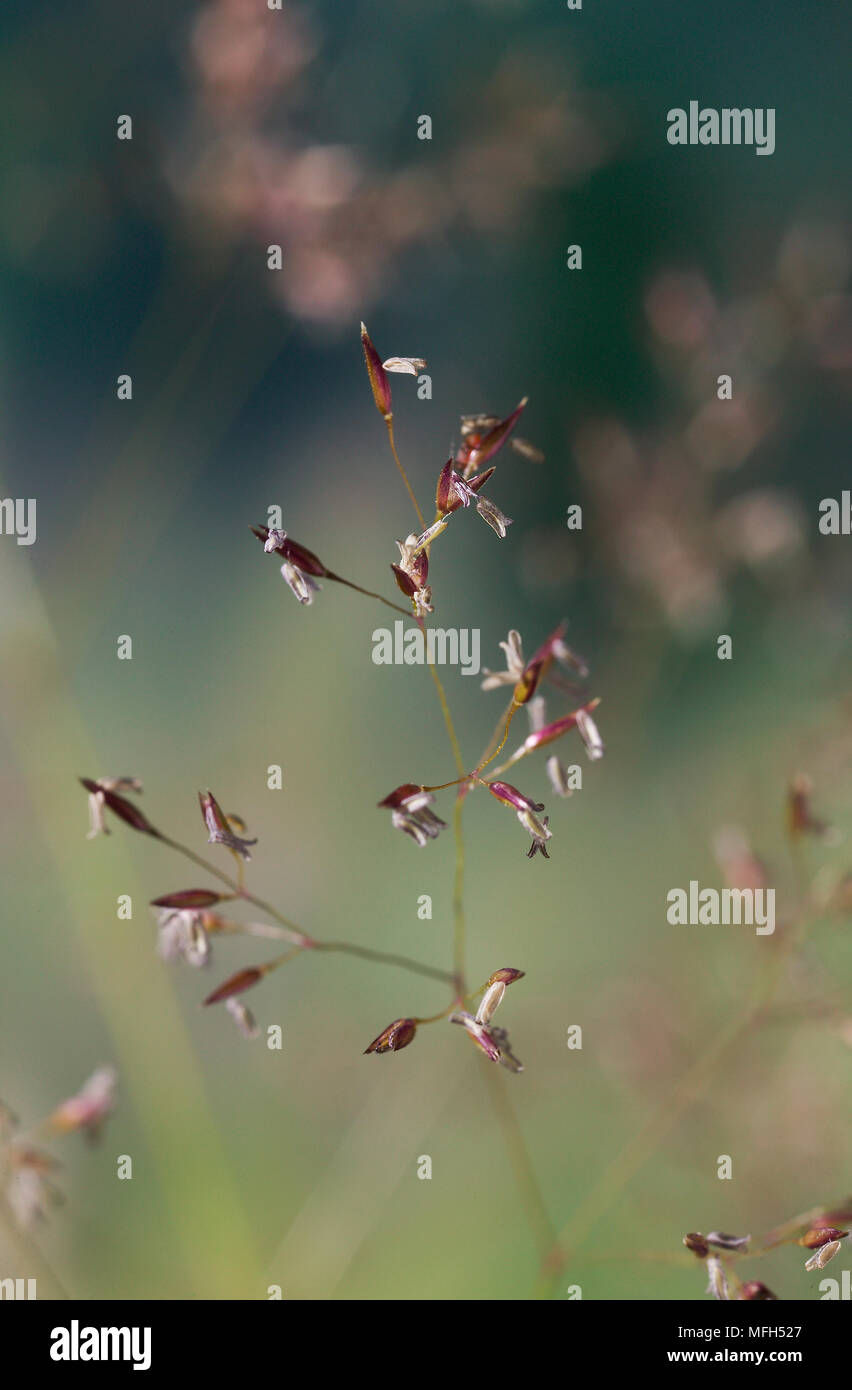 Common Bent Grass High Resolution Stock Photography and Images - Alamy