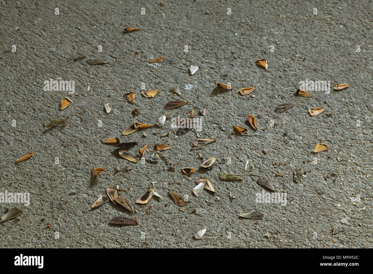 BROWN LONG-EARED BAT feeding perch Plecotus auritus with discarded moth ...