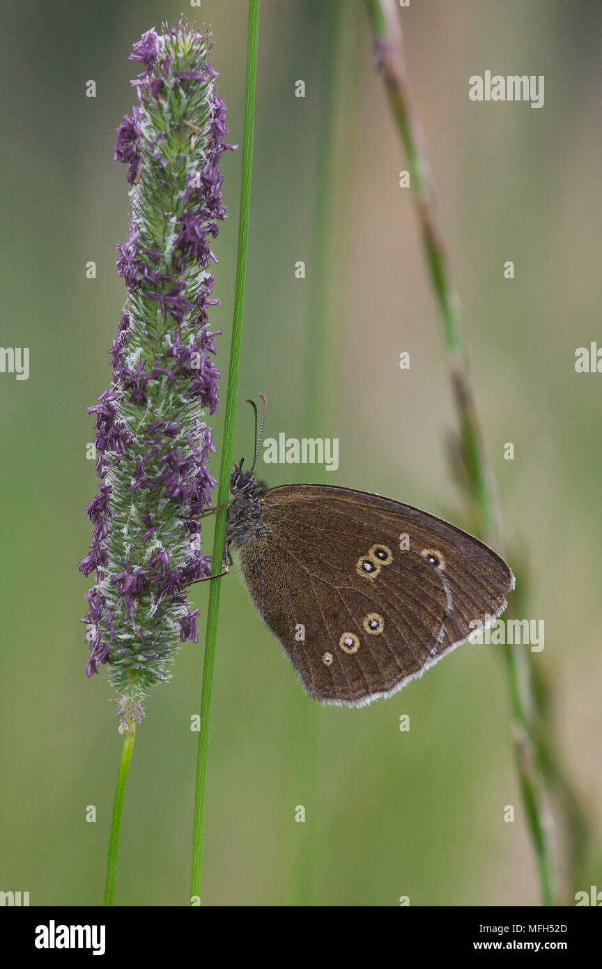 Ringlets butterfly uk hi-res stock photography and images - Alamy