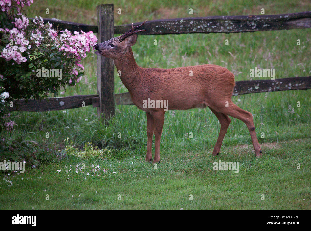 Roe deer browsing feeding hi-res stock photography and images - Alamy