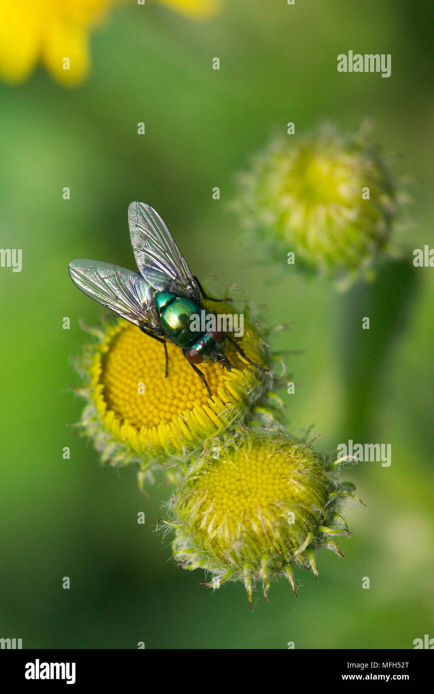 GREENBOTTLE Lucilia sp. feeding on Fleabane Stock Photo - Alamy