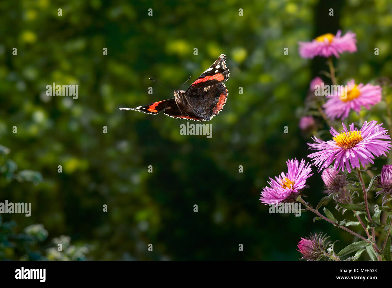 RED ADMIRAL in flight shortly after taking off from Aster Vanessa ...