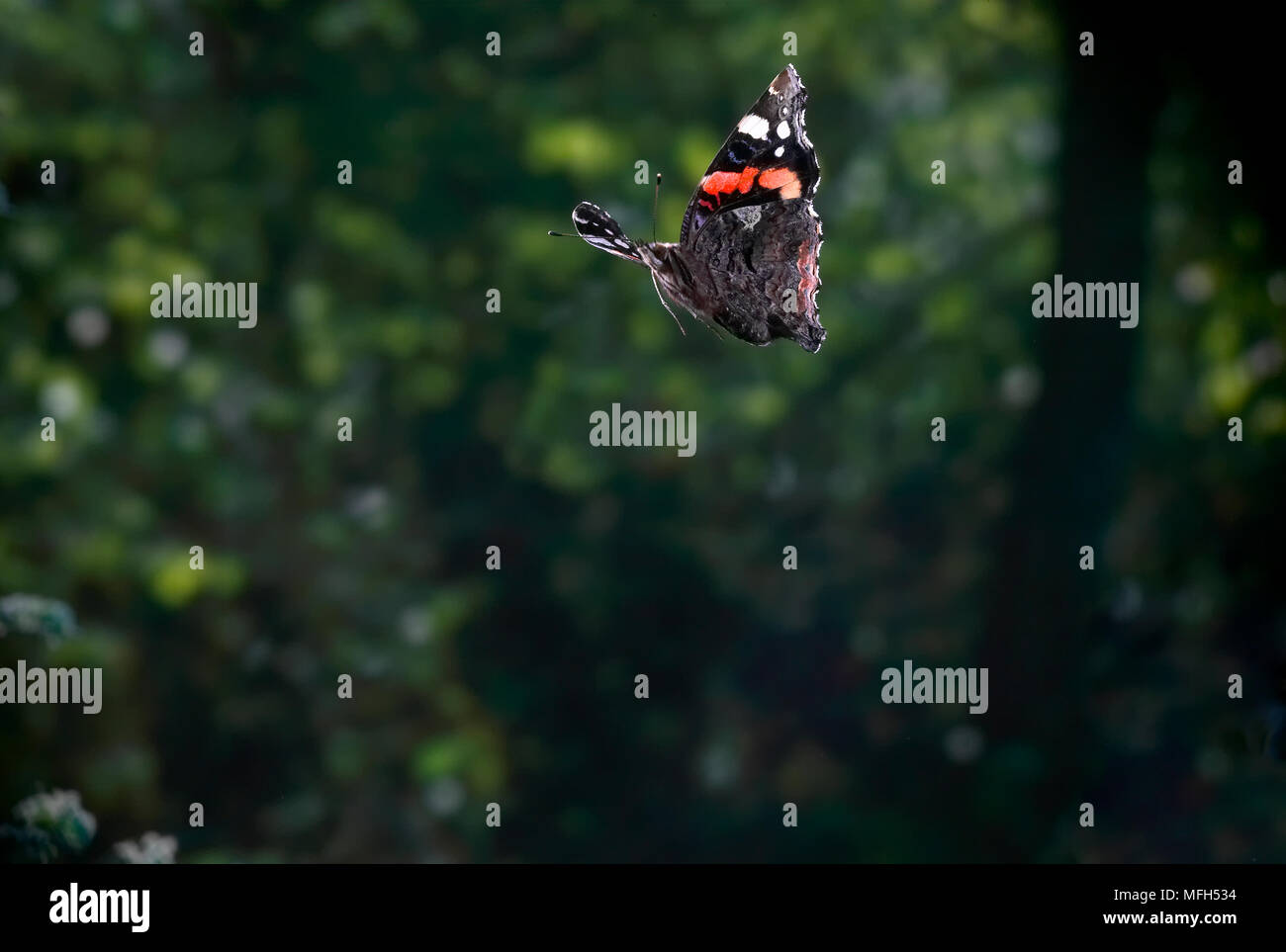 RED ADMIRAL in flight Vanessa atalanta Sussex, England Stock Photo - Alamy