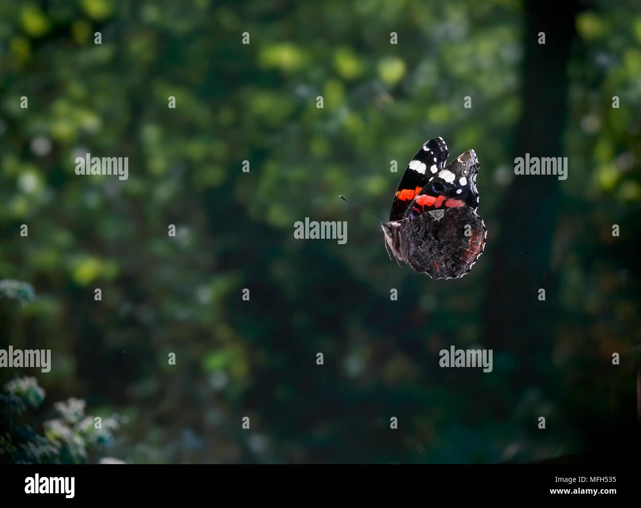 RED ADMIRAL in flight Vanessa atalanta Sussex, England Stock Photo - Alamy
