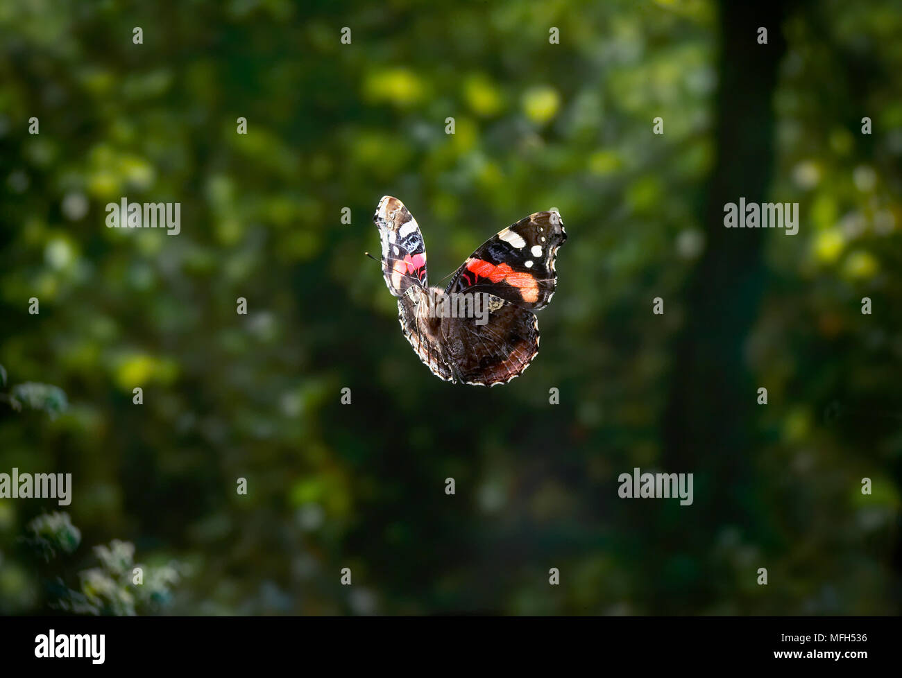 RED ADMIRAL in flight Vanessa atalanta Sussex, England Stock Photo - Alamy