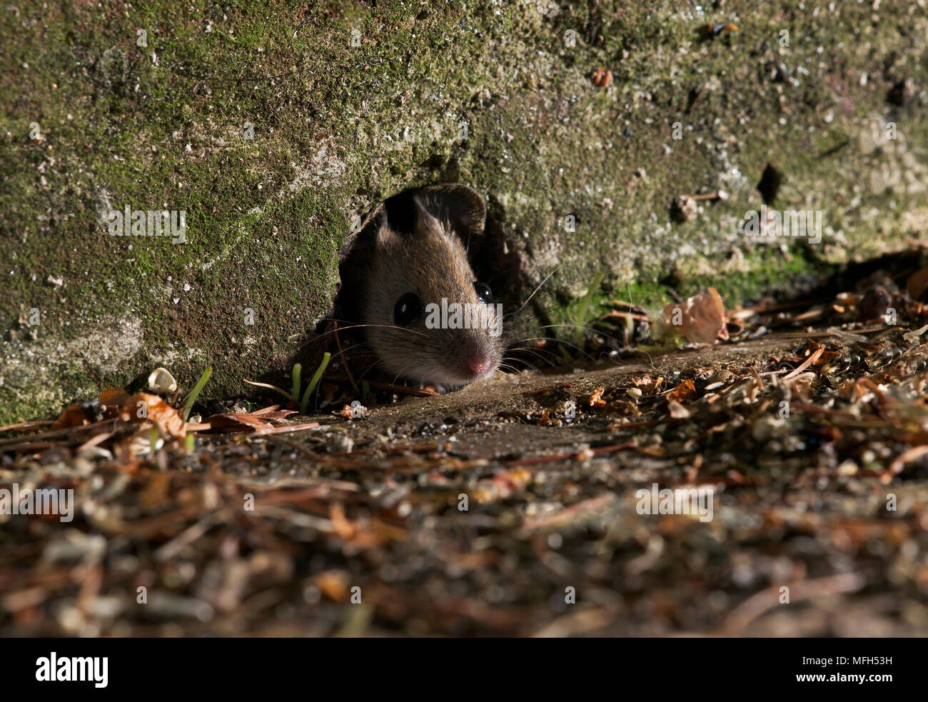 WOOD MOUSE Apodemus sylvaticus looking out from hole Stock Photo - Alamy