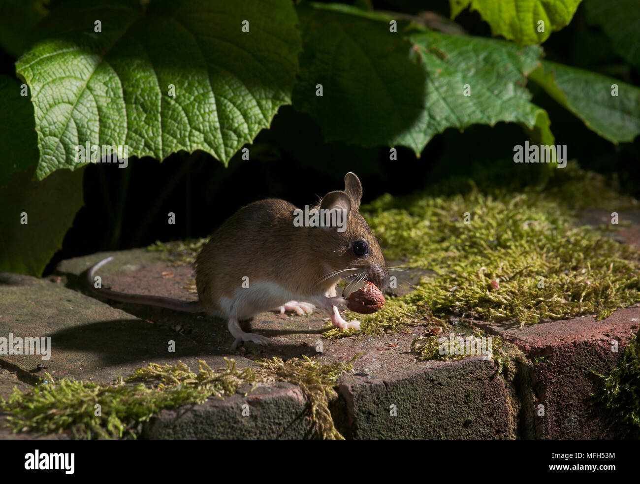 WOOD MOUSE with nut Apodemus sylvaticus England Stock Photo - Alamy