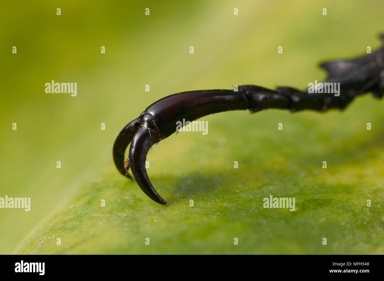 Claws insect animal beetle hi-res stock photography and images - Alamy