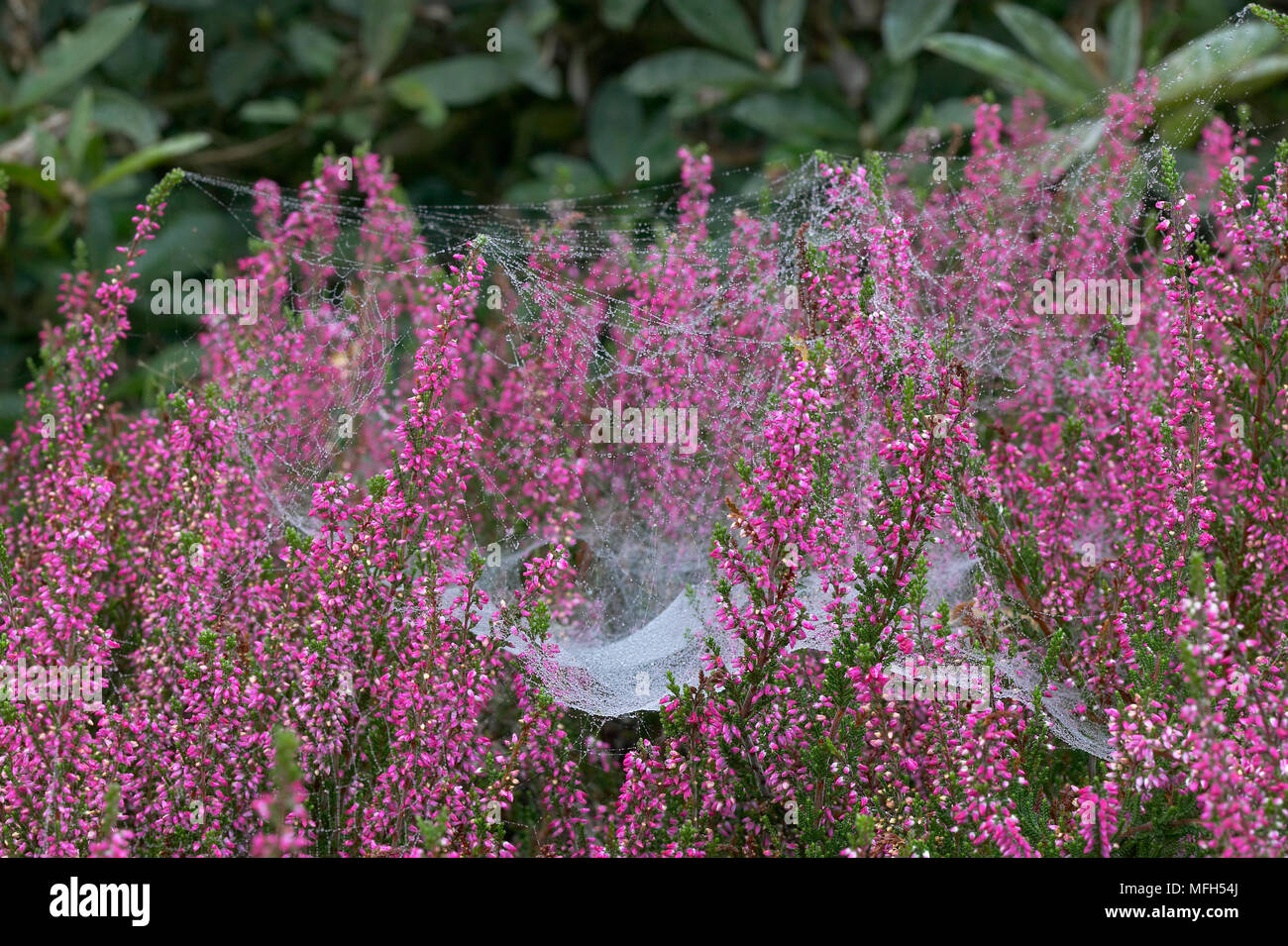 Money spiders hi-res stock photography and images - Alamy
