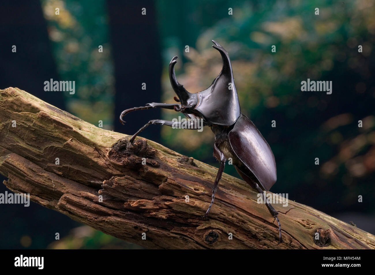 RHINOCEROS BEETLE Pronotum extension Stock Photo - Alamy