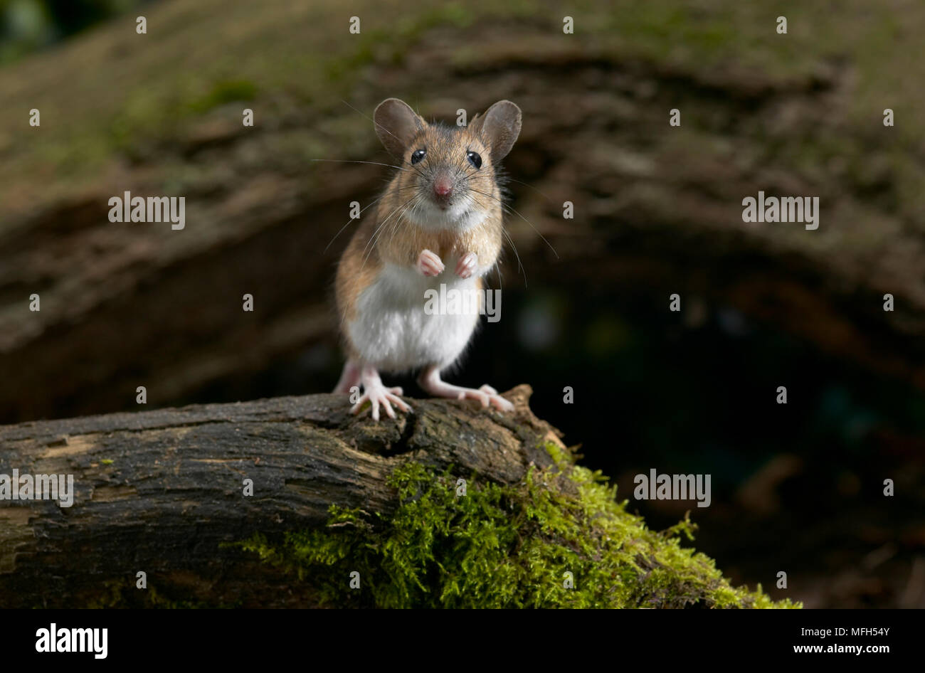 YELLOW-NECKED MOUSE Apodemus flavicollis Stock Photo - Alamy