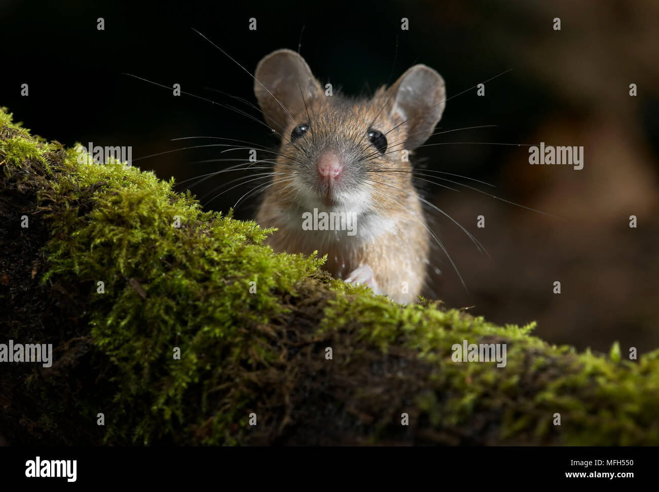 Yellow necked mouse uk hi-res stock photography and images - Alamy