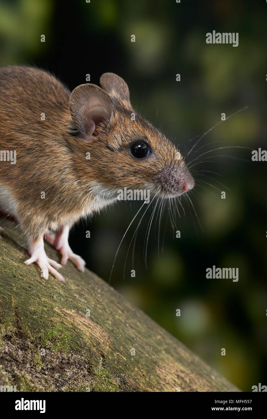 Yellow necked mouse uk hi-res stock photography and images - Alamy