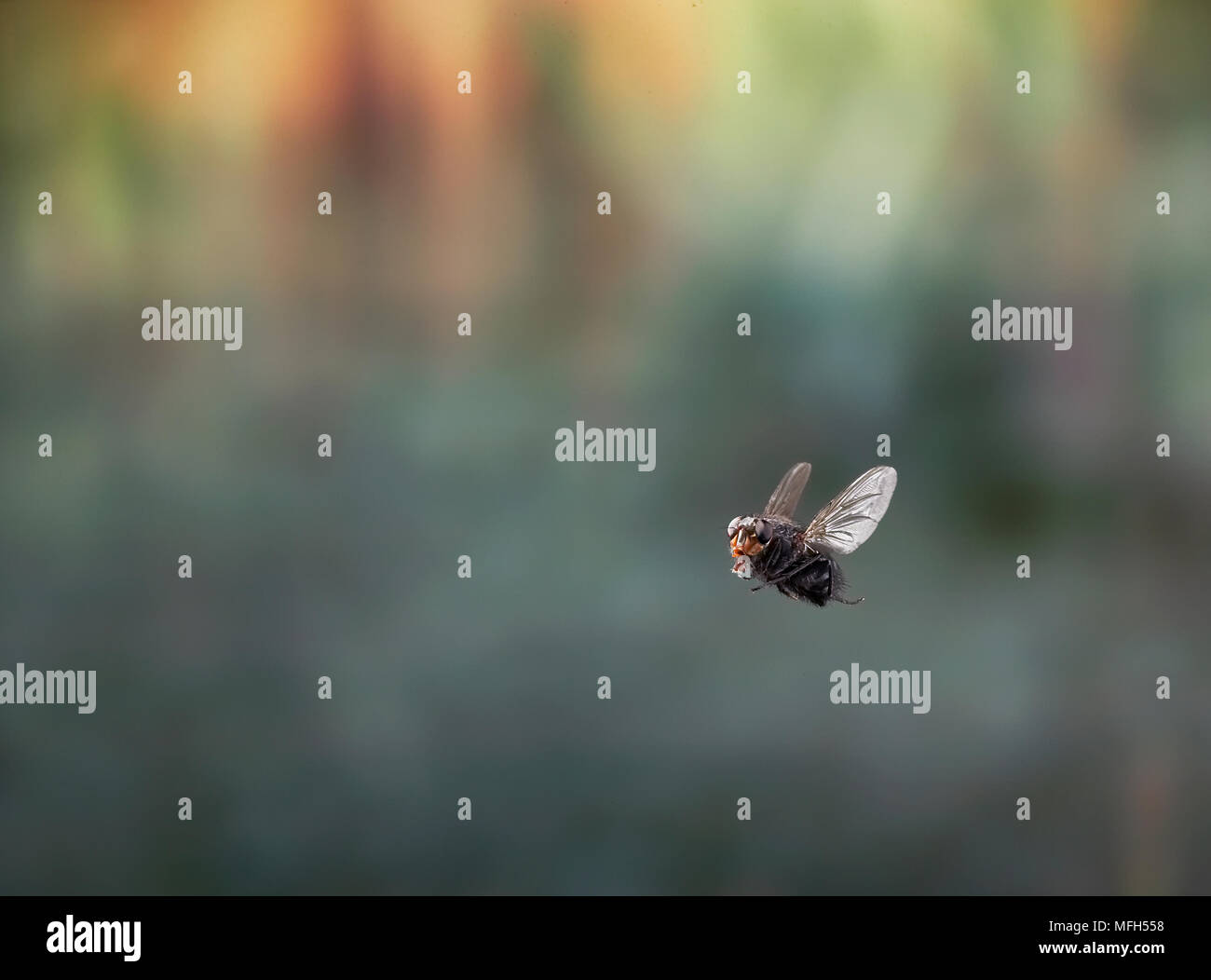 Calliphora sp hi-res stock photography and images - Alamy