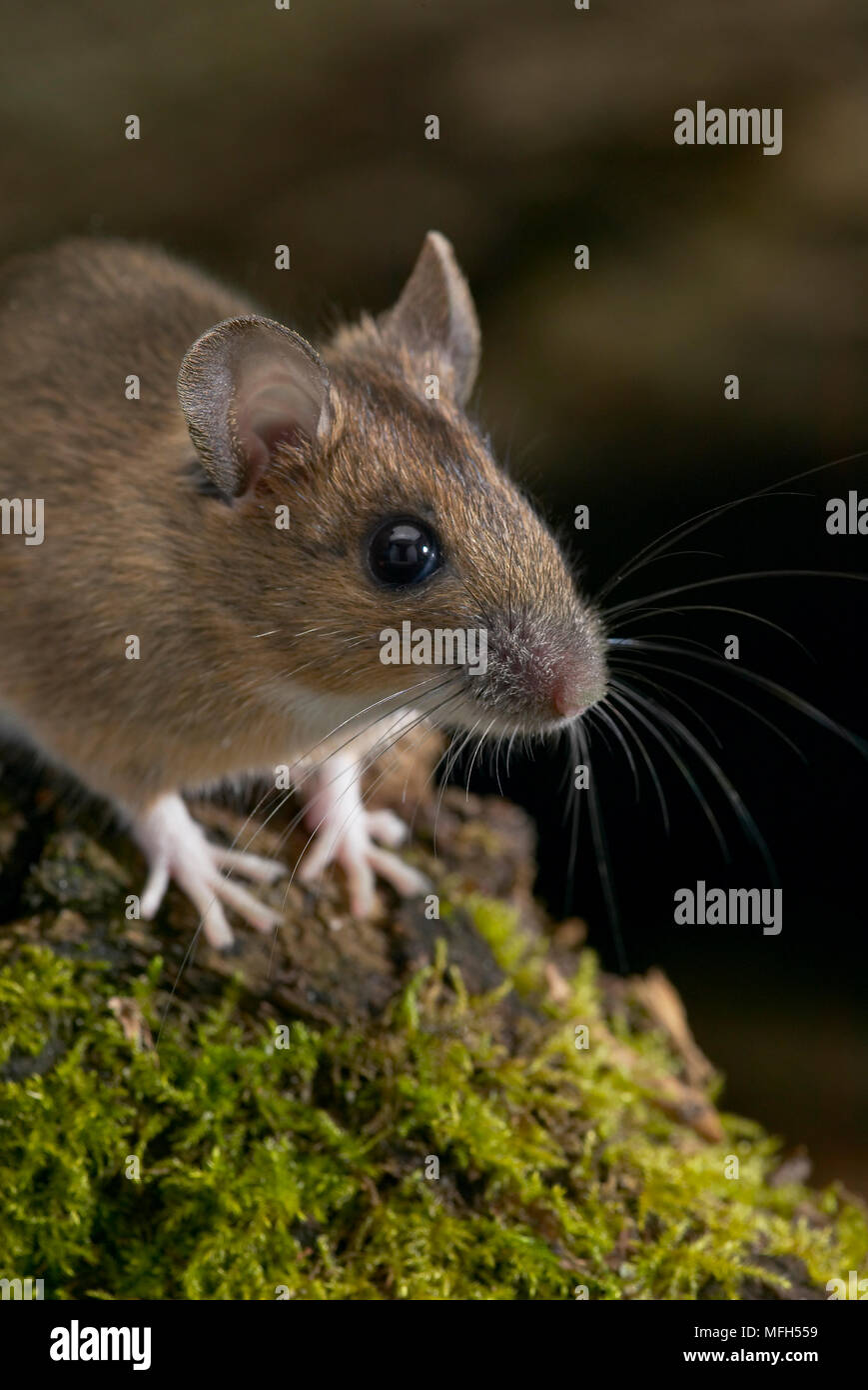 Yellow necked mouse uk hi-res stock photography and images - Alamy