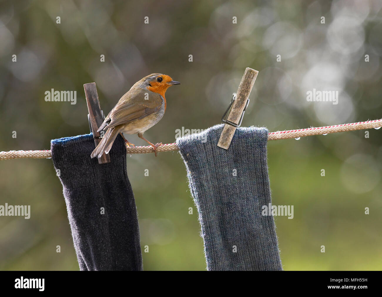 Bird on washing line hi-res stock photography and images - Alamy