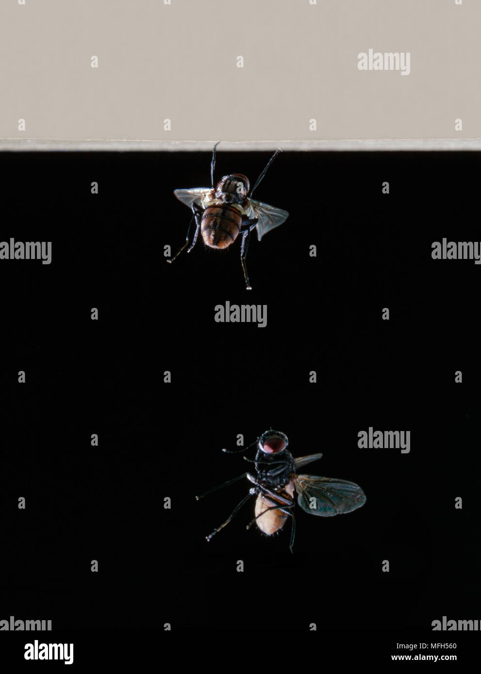 Insect on ceiling hi-res stock photography and images - Alamy