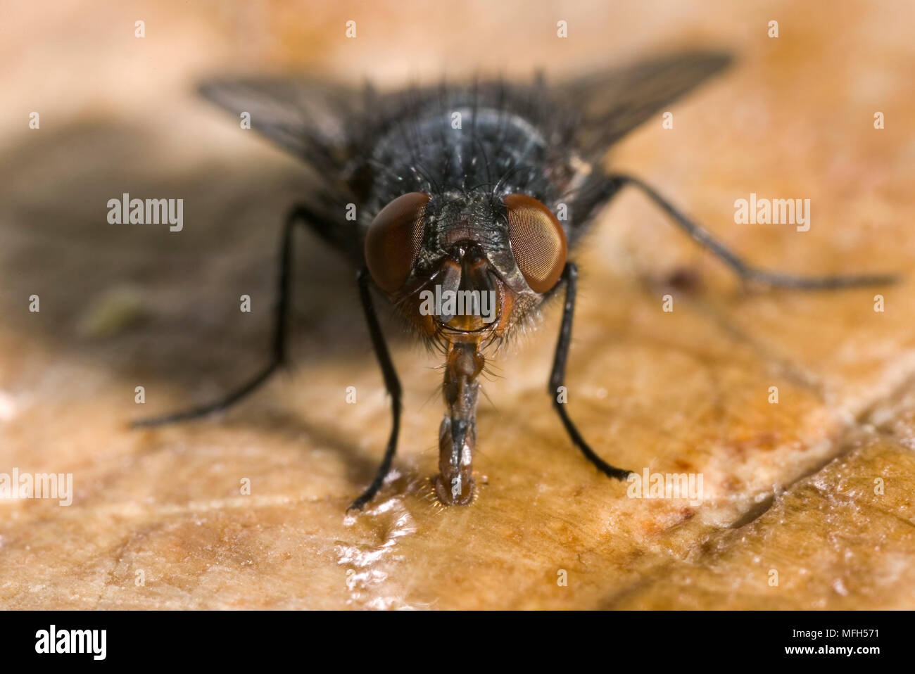 MUSCID FLY feeding Muscidae Stock Photo - Alamy