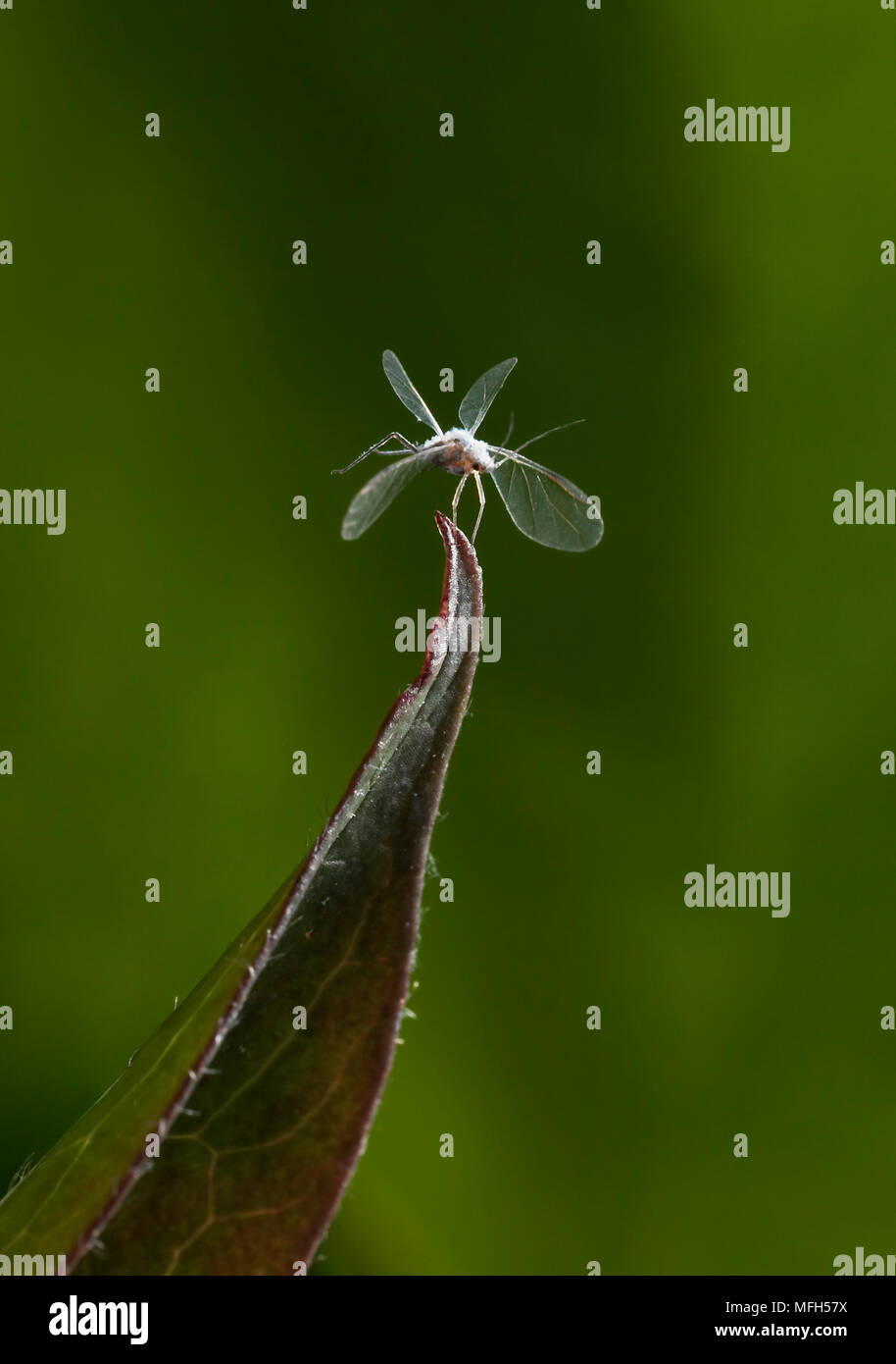 Woolly aphids hi-res stock photography and images - Alamy