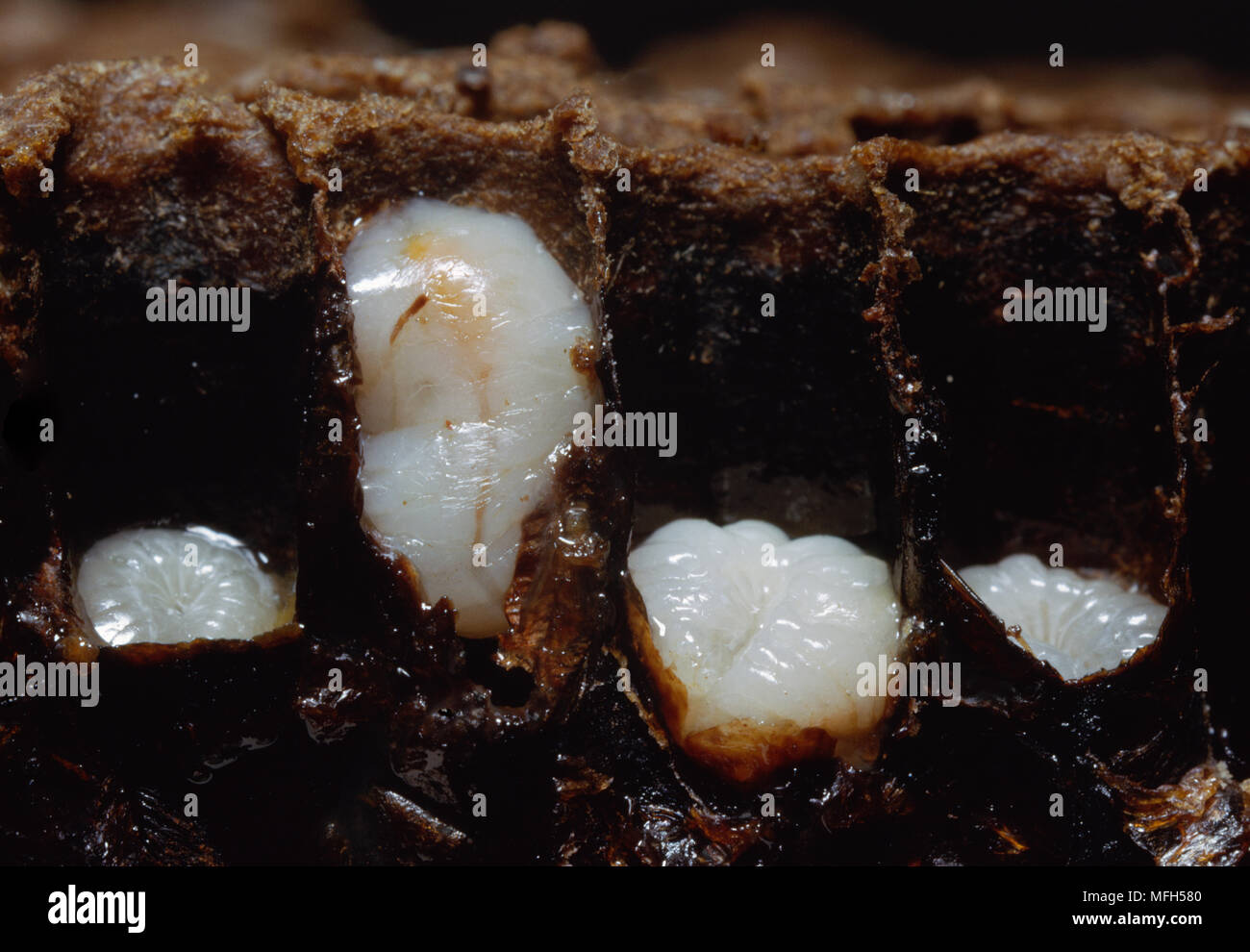 HONEYBEE larva in cells Apis mellifera Stock Photo - Alamy